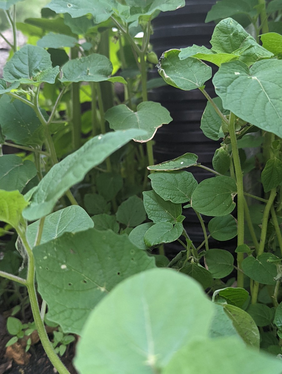 Ground Cherry Tomatoes from Seed - HubPages