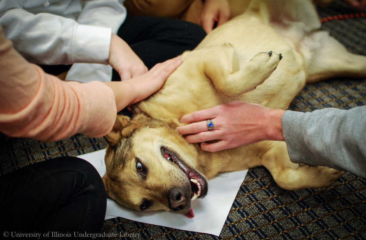 What can my Dog Do? Giving Your Dog a Job and Keeping Him Occupied ...