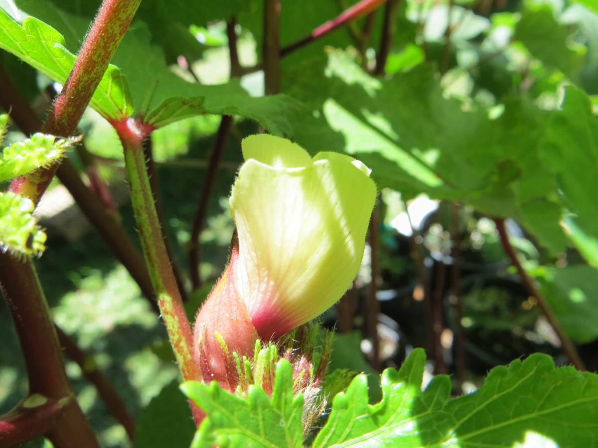 How to Grow Tropical Hibiscus - The Ultimate Guide - HubPages