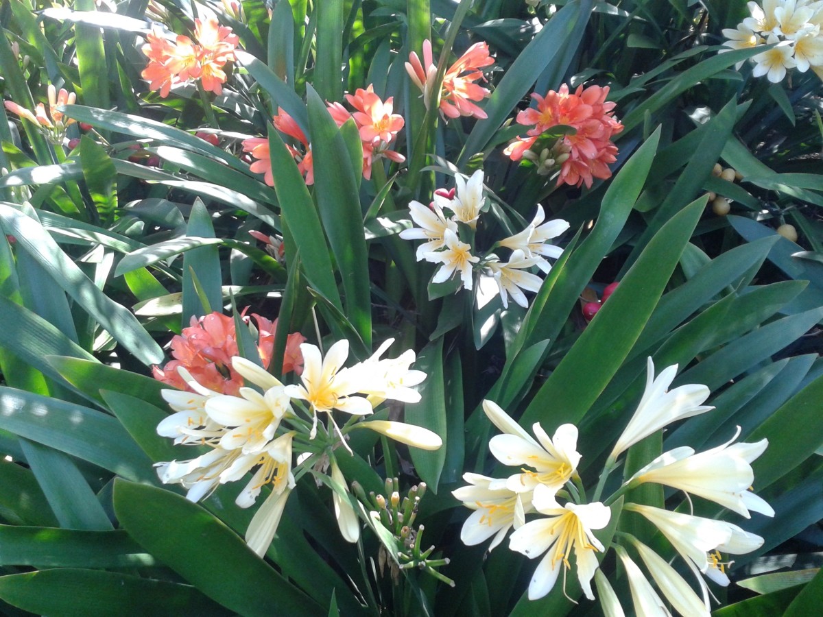 The Inspiration of Flowers in Photos - HubPages