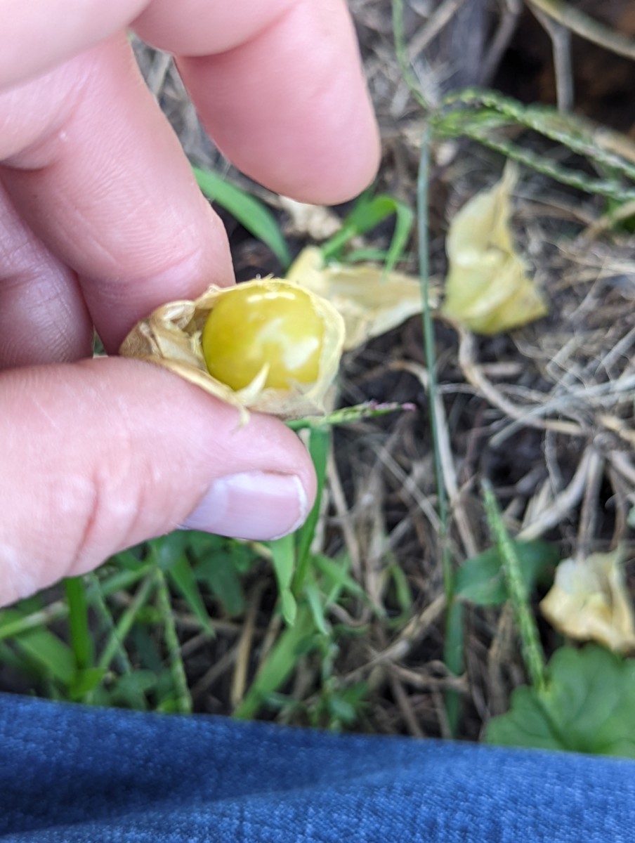 Ground Cherry Tomatoes from Seed - HubPages