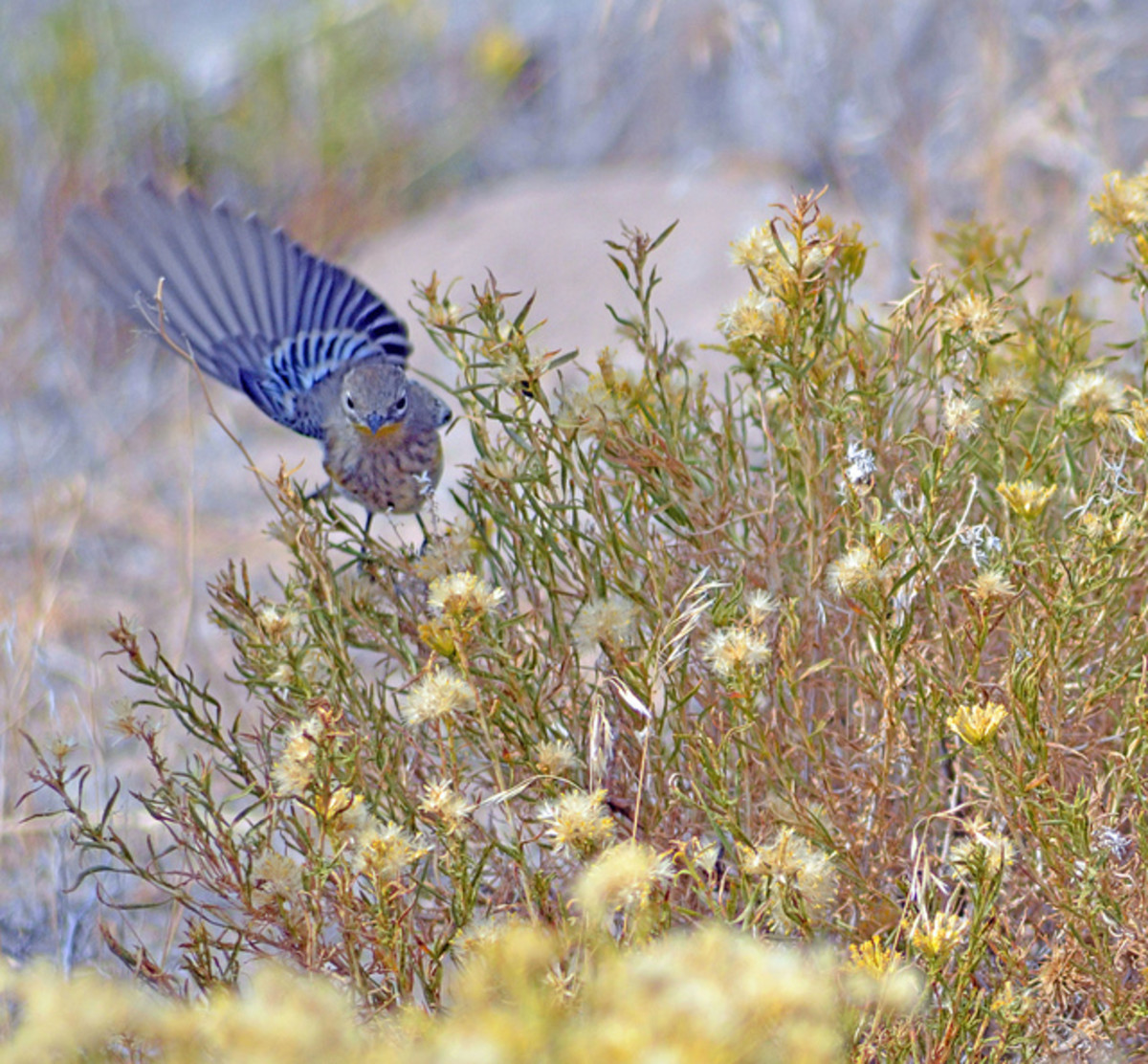 How to Identify Yellow-Rumped Warblers - HubPages