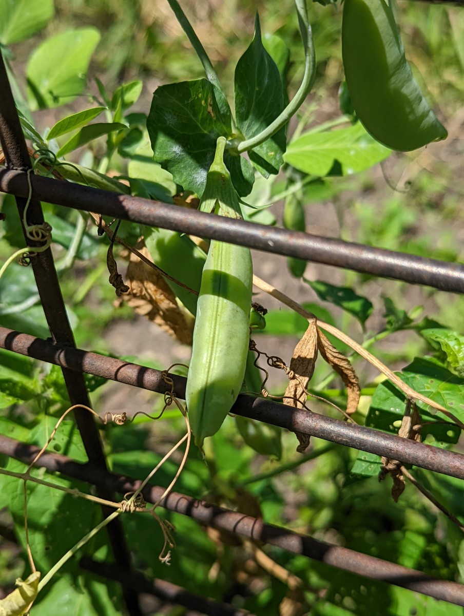 Pea Pods - and Where They Come From - HubPages