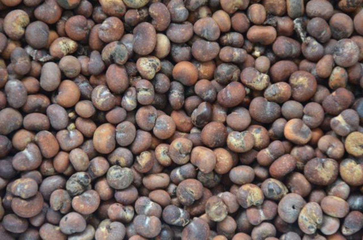 Facts About the Baobab Tree - Description, Uses and Legends - HubPages