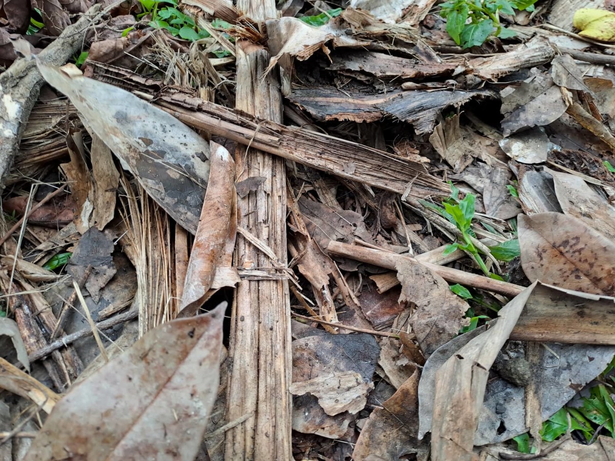 How to Make Organic Fertilizers Using Your Kitchen Wastes: 7 Simple ...