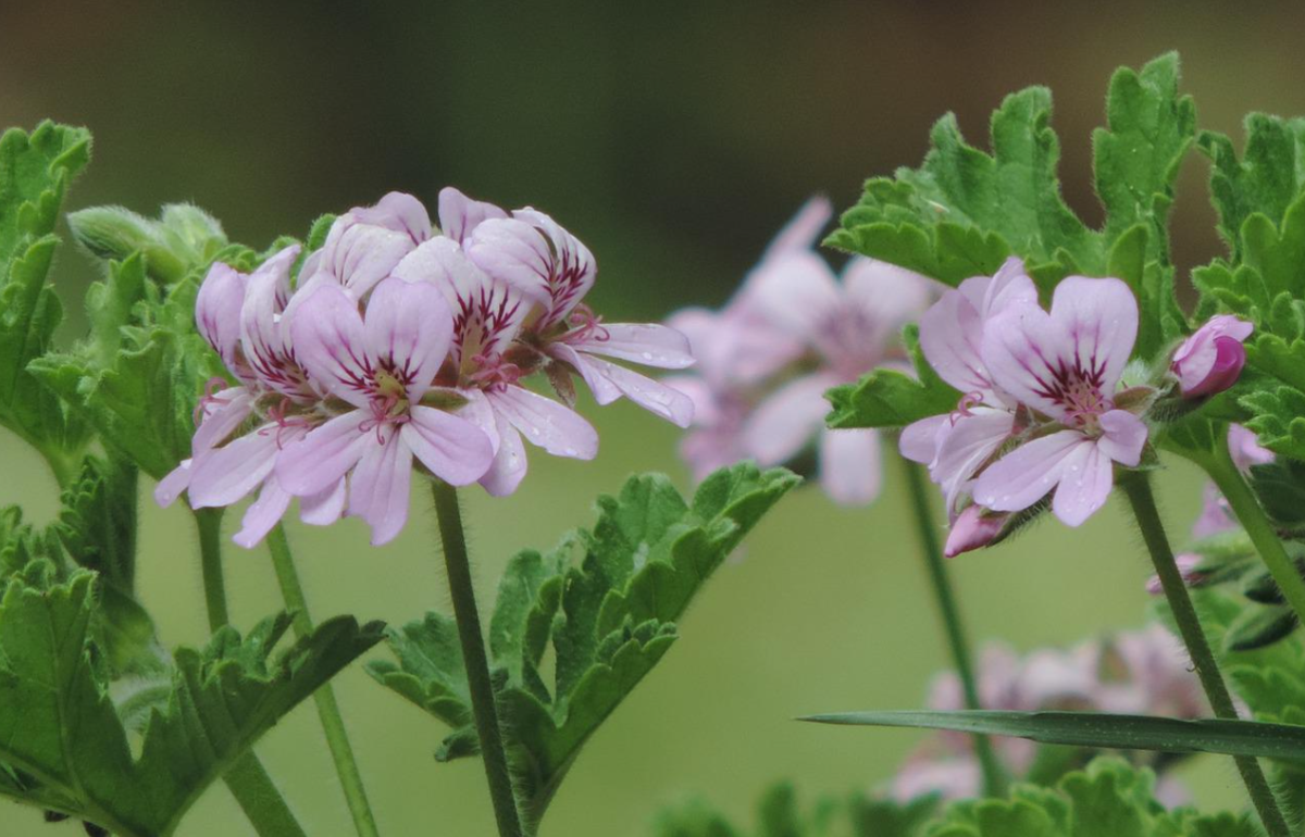 5 Different Types of Geraniums (Pelargoniums) - HubPages