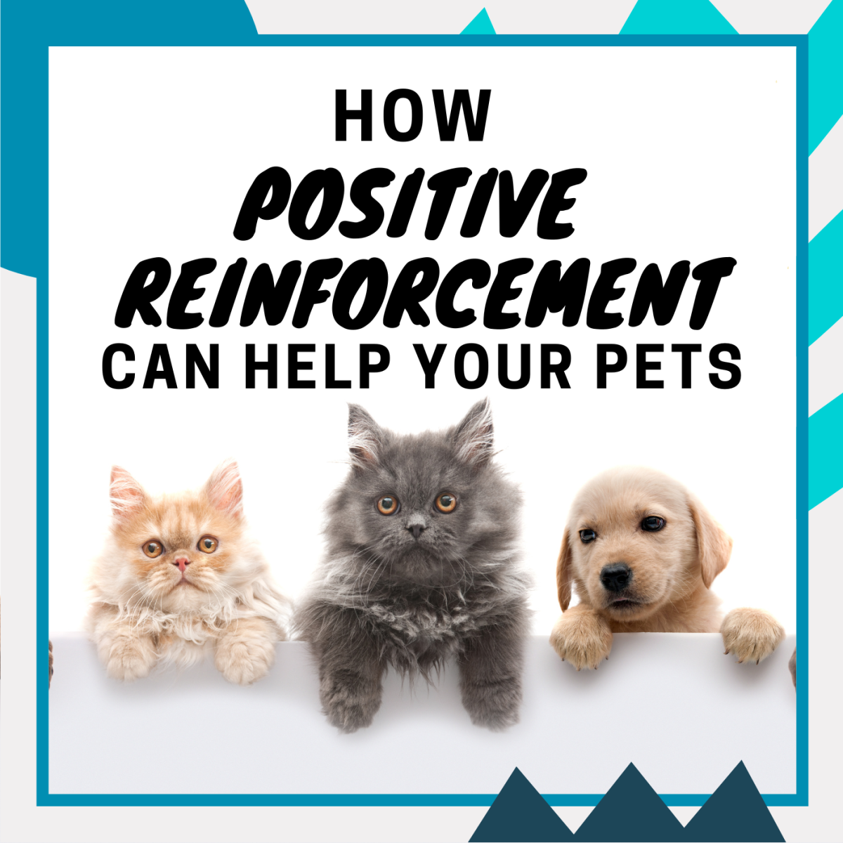 Why Positive Reinforcement With Your Pets Is Important - PetHelpful