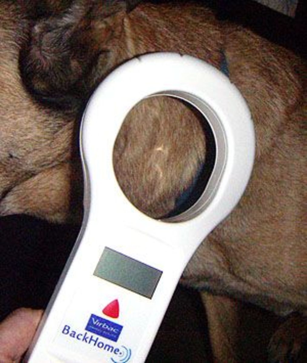 Microchip Your Pet - HubPages