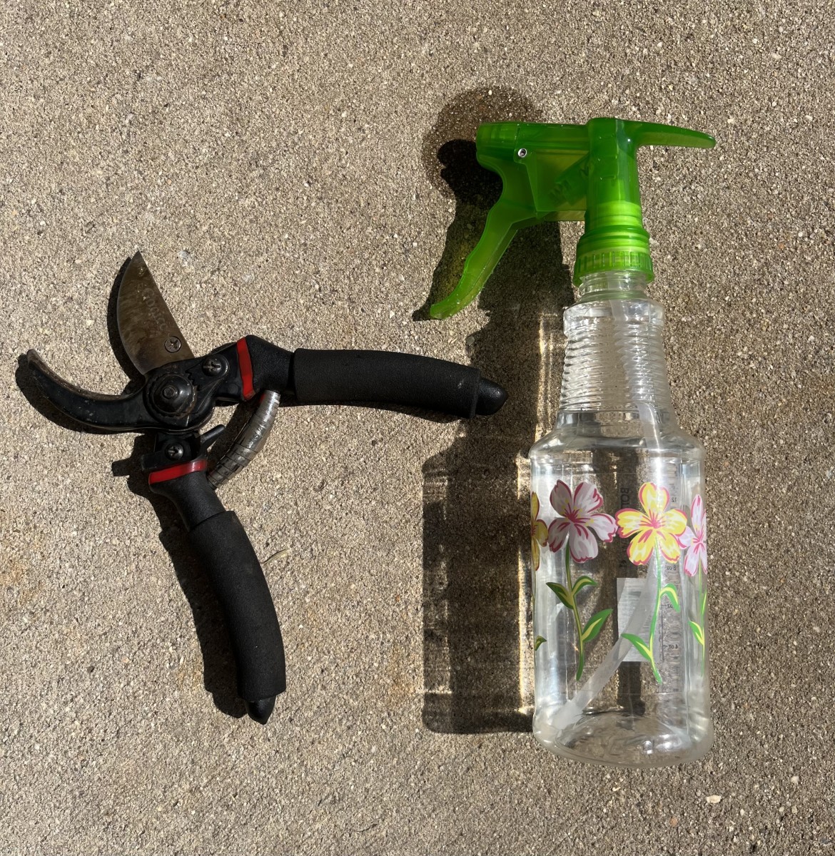 Palms: When to Prune? When Not to Prune? - HubPages