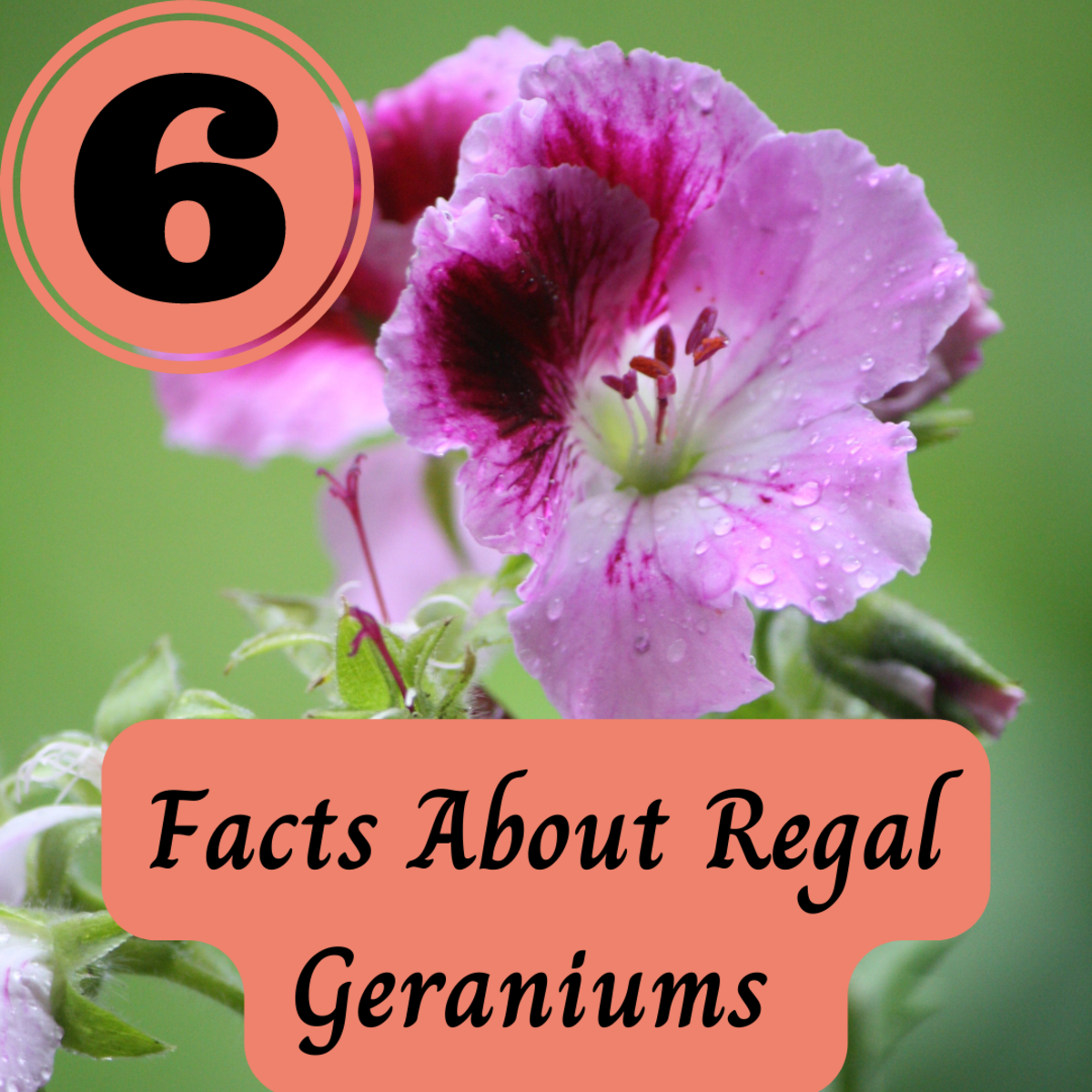 6 Facts About Regal Martha Washington Geraniums (Pelargoniums) - HubPages