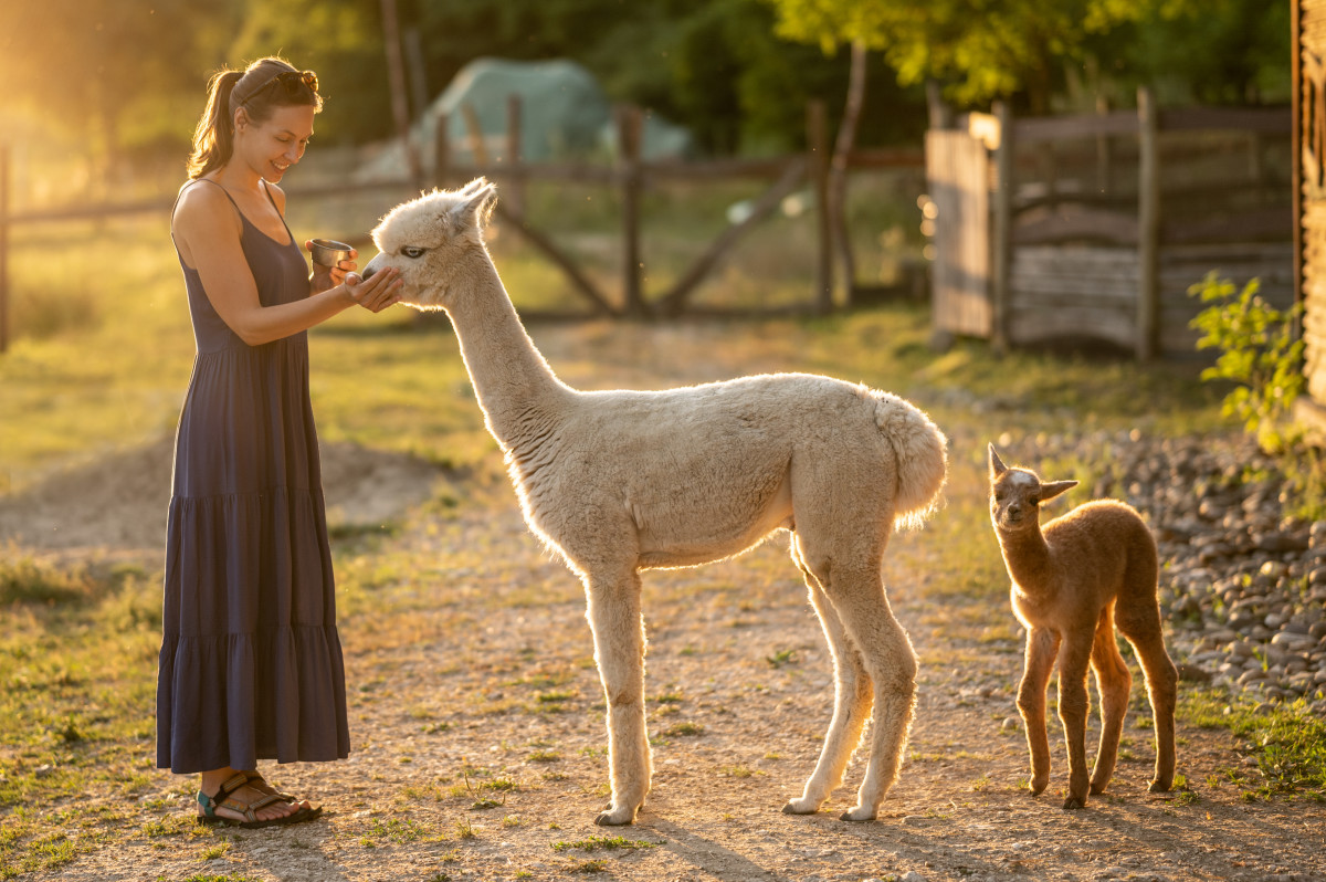 Glamping Experience in Ireland That Comes Complete With Farm Animals ...