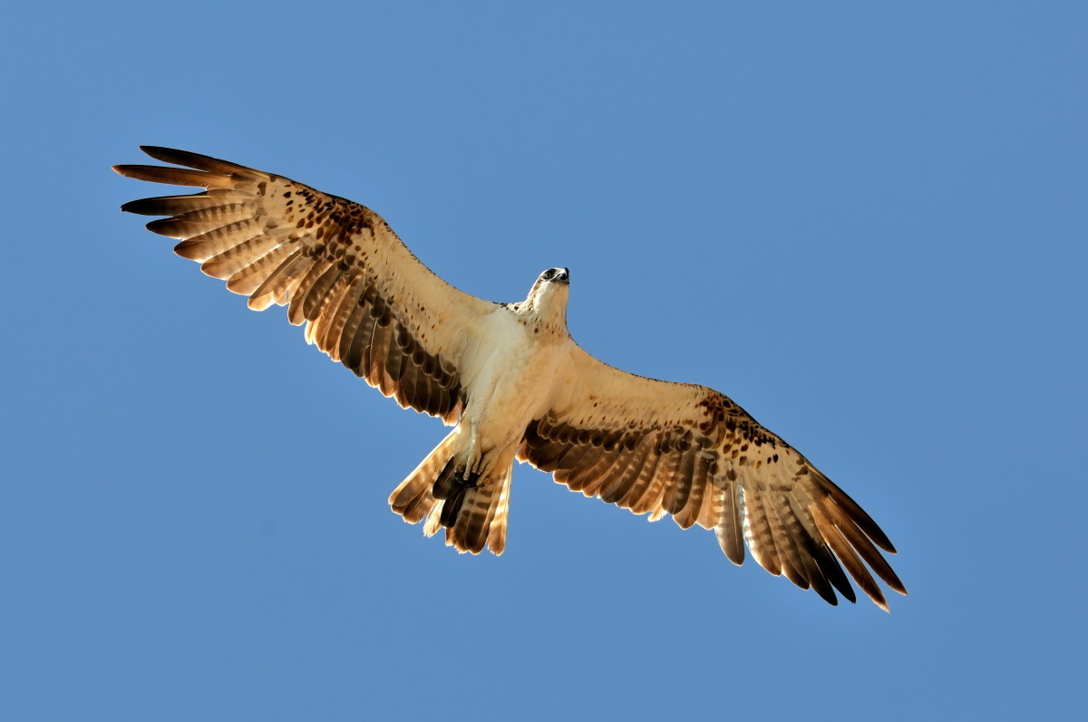 If You’re Seeing a Lot of Hawks Flying Around, It Could Mean Something ...