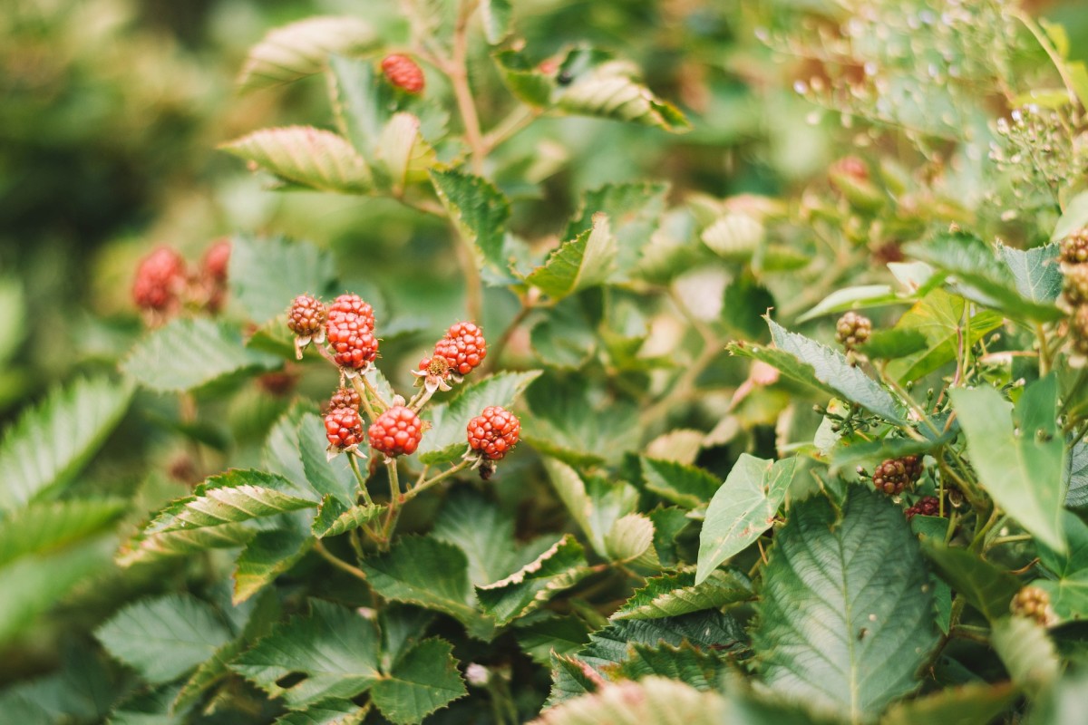 How to Prepare Your Ohio Garden for Winter - HubPages