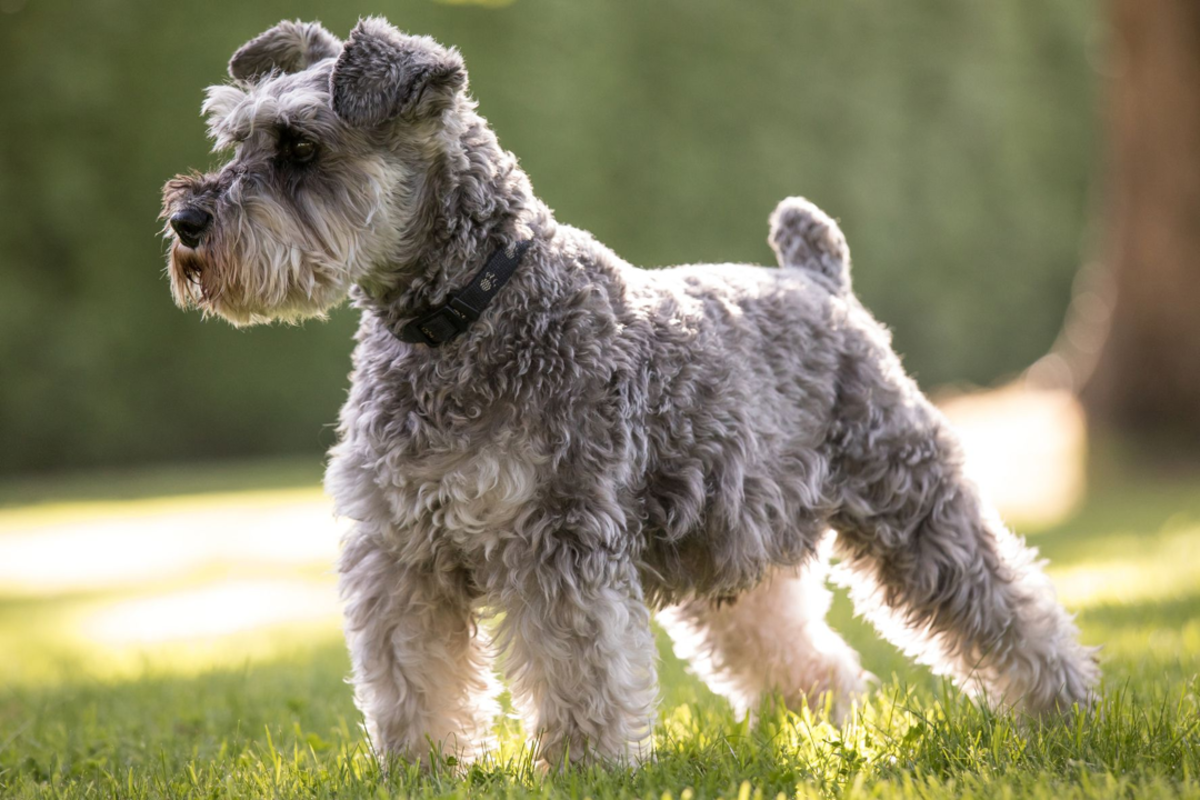 15 Best Guard Dogs for First Time Owners - HubPages