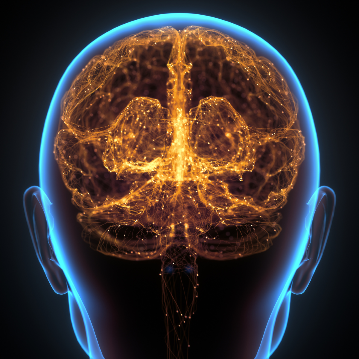 Brain Networks - HubPages