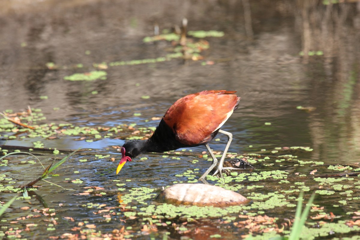 The Wattled Jacana - HubPages