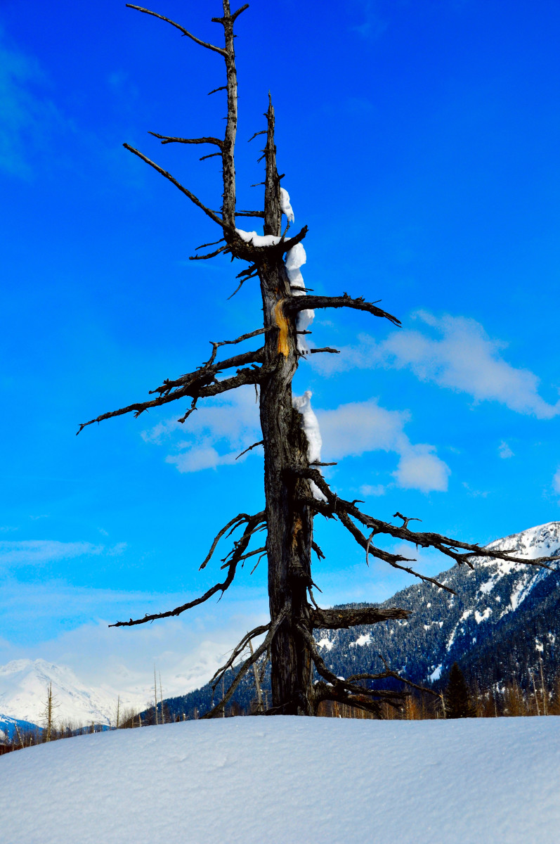 See this Eerie "Ghost Forest" in Alaska - HubPages