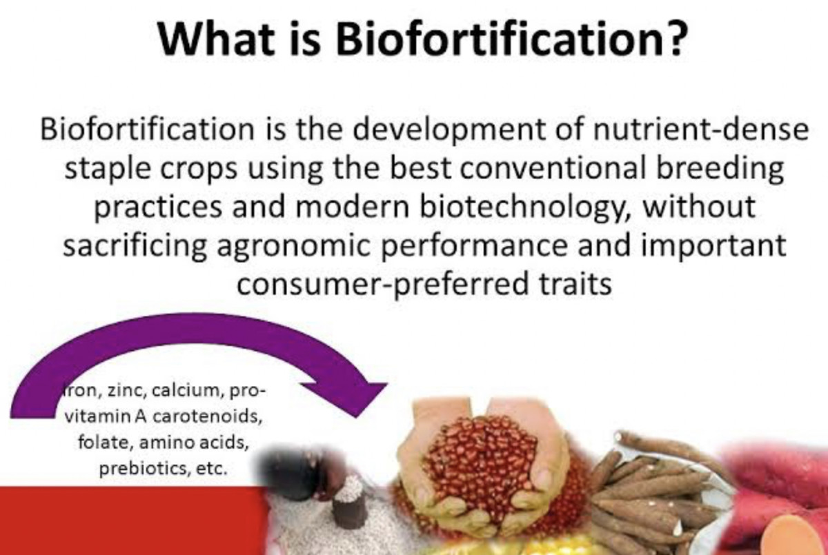 Global Efforts to Zero Hunger - HubPages
