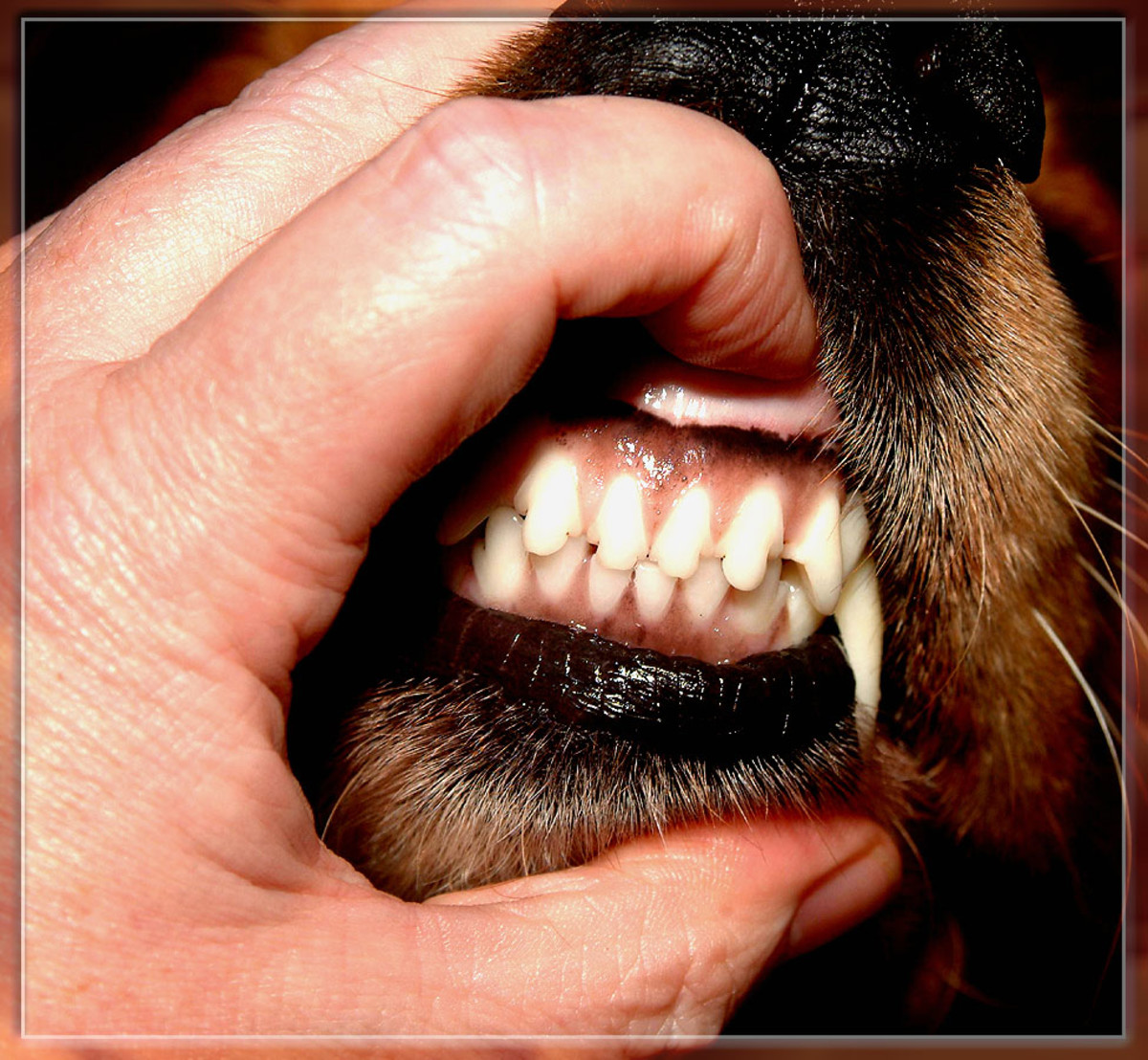 Five Tips for Finding the Right Veterinarian - HubPages