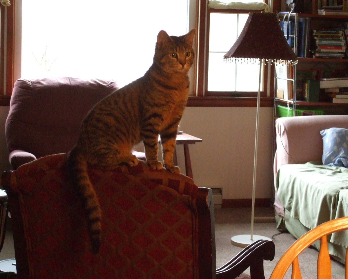 Raffle Basket and Gift Ideas For Cat Lovers - HubPages