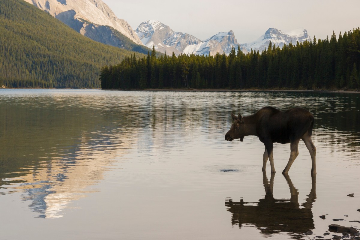 Man's Up-Close Encounter With Moose in the Canadian Rockies Is Stunning ...