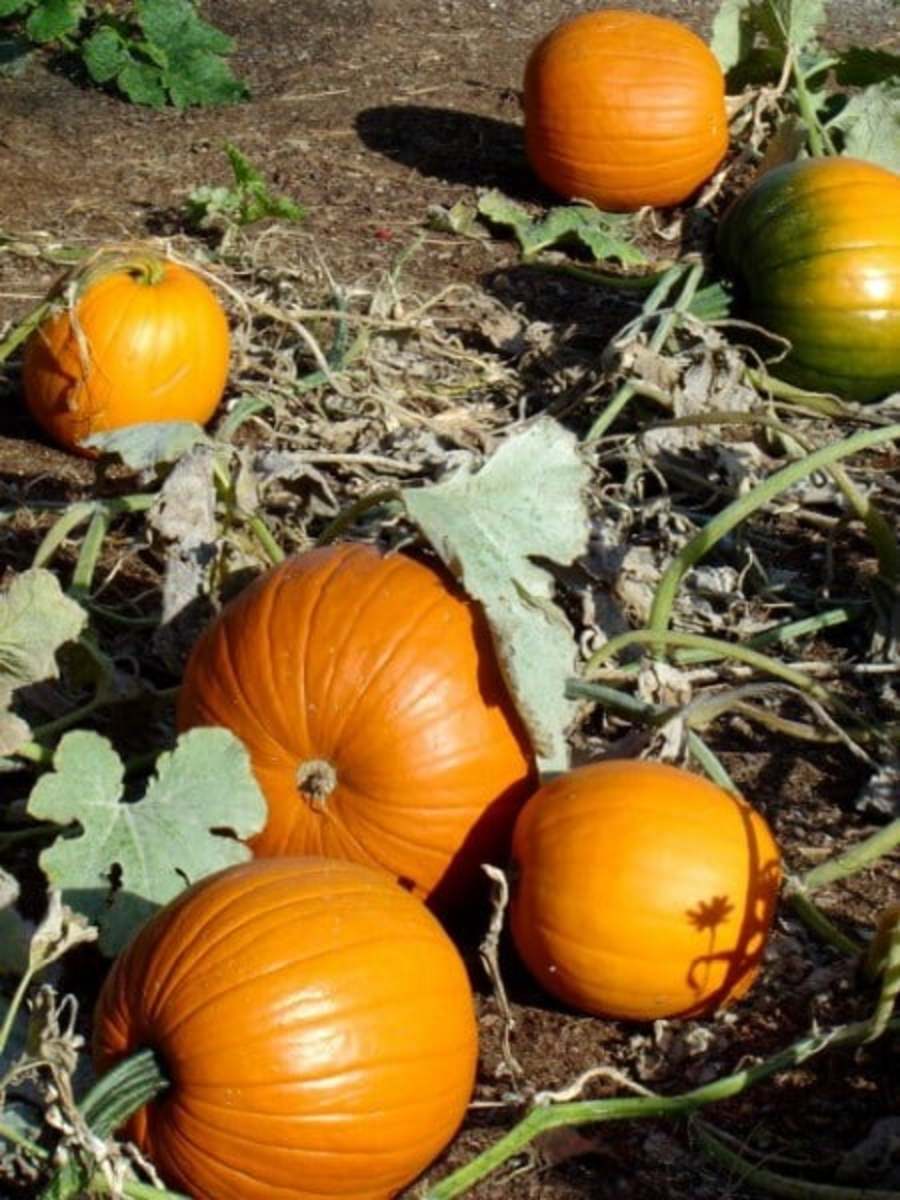 Pumpkin Picking Time Thematic Unit for Home School or Classroom - HubPages