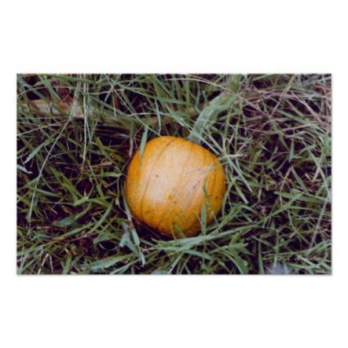 Pumpkin Picking Time Thematic Unit for Home School or Classroom - HubPages