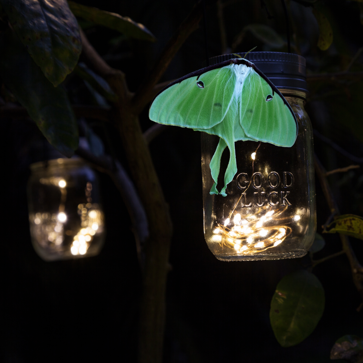 Woman Says Security Camera Caught the Moment an IRL Fairy Flew at Her ...