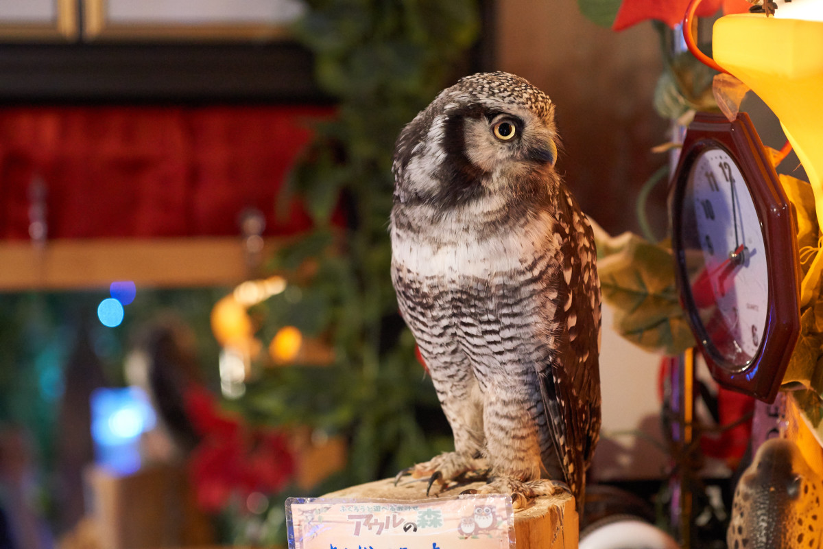 Woman's Visit to 'Owl Cafe' in Tokyo Is Downright Fascinating ...