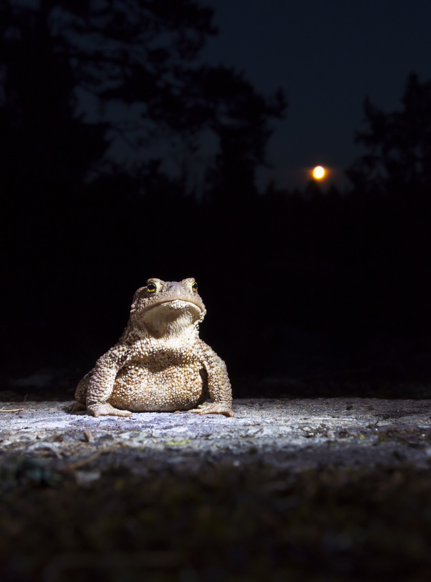 Woman Keeps Noticing Toads Mysteriously Gathering Under the Light of ...