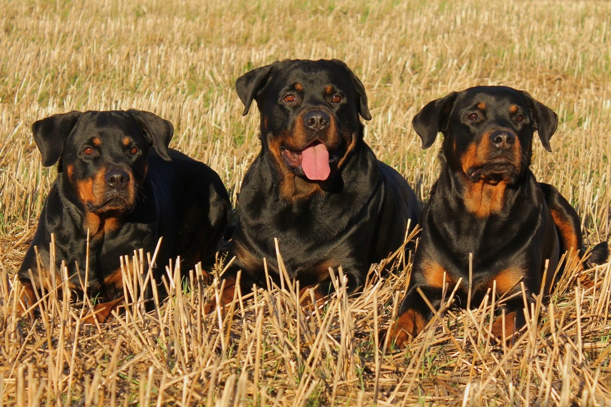 The World's Top Security Dog Breeds - Which One Is Right for You ...