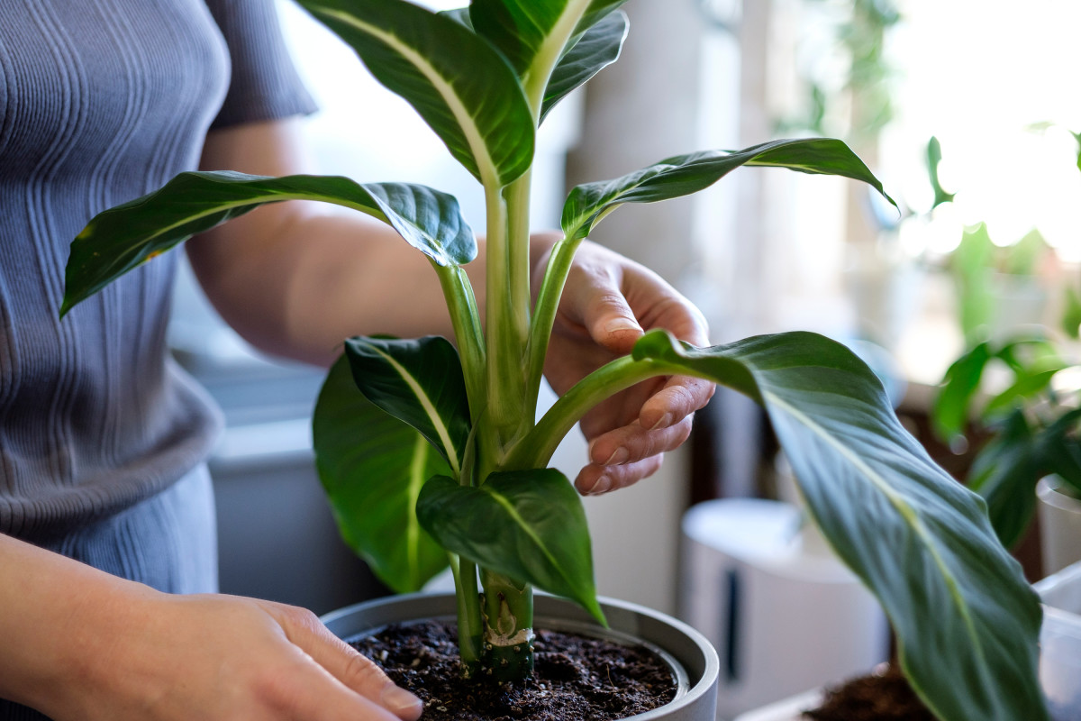 How to Use a Plant as a Ward - HubPages