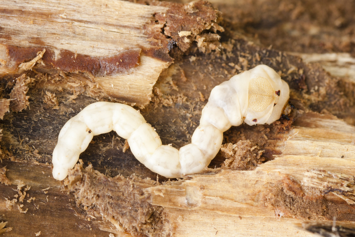 Person Seeks Help Identifying Strange Worm That Looks Like an Alien ...