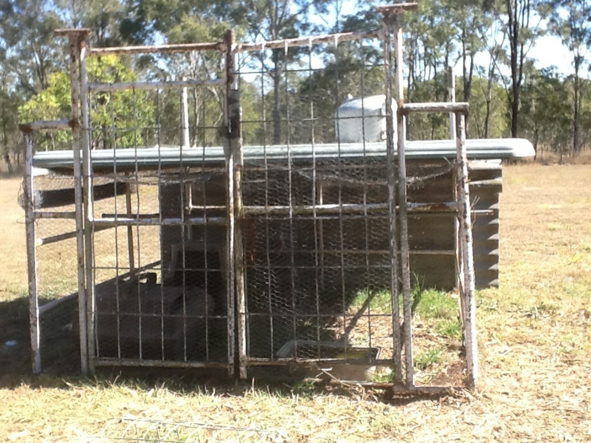 Diary of a Cackleberry Farmer #2 - HubPages