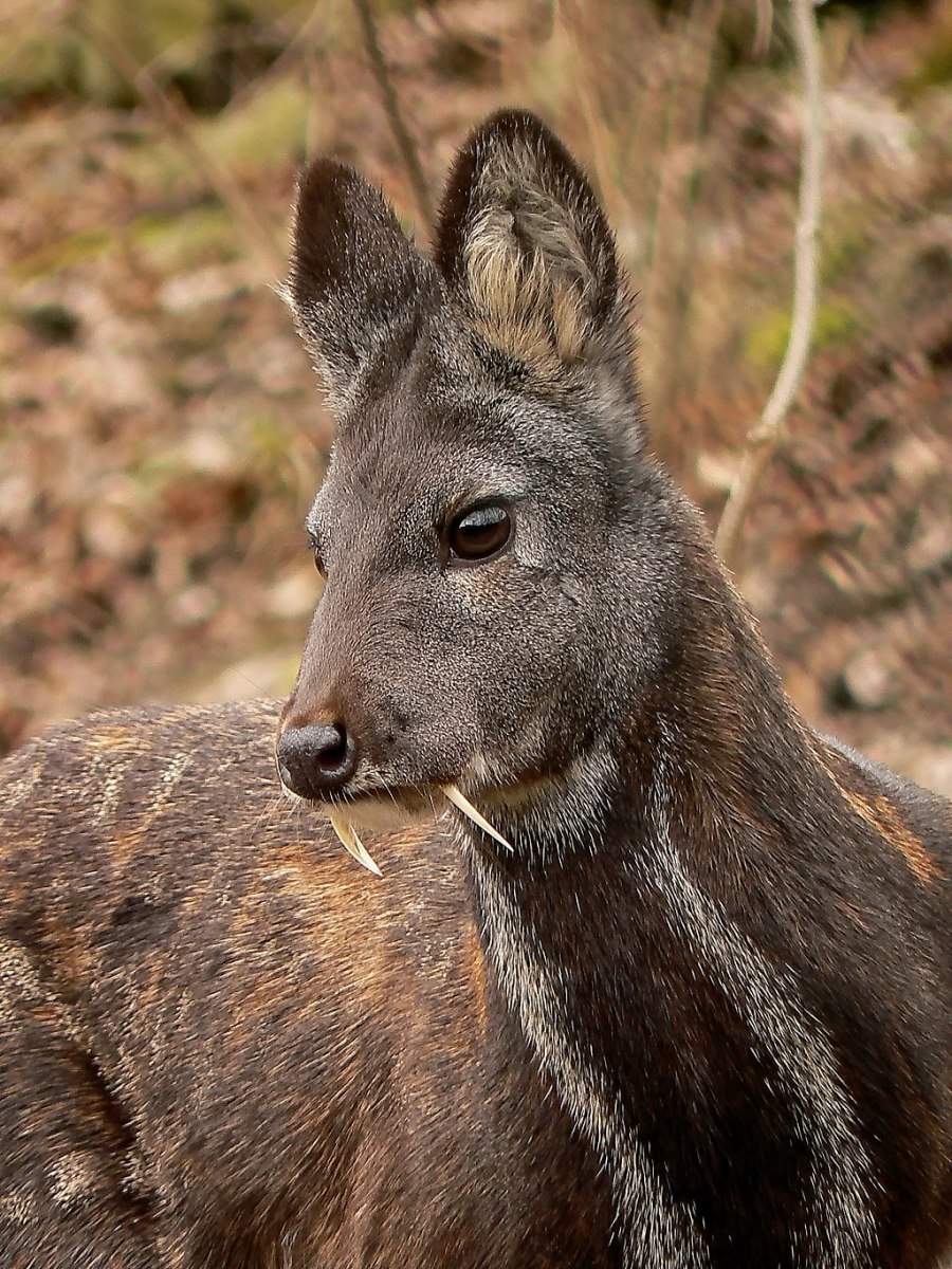 The Evolution and Behaviors of Fanged Deer - HubPages