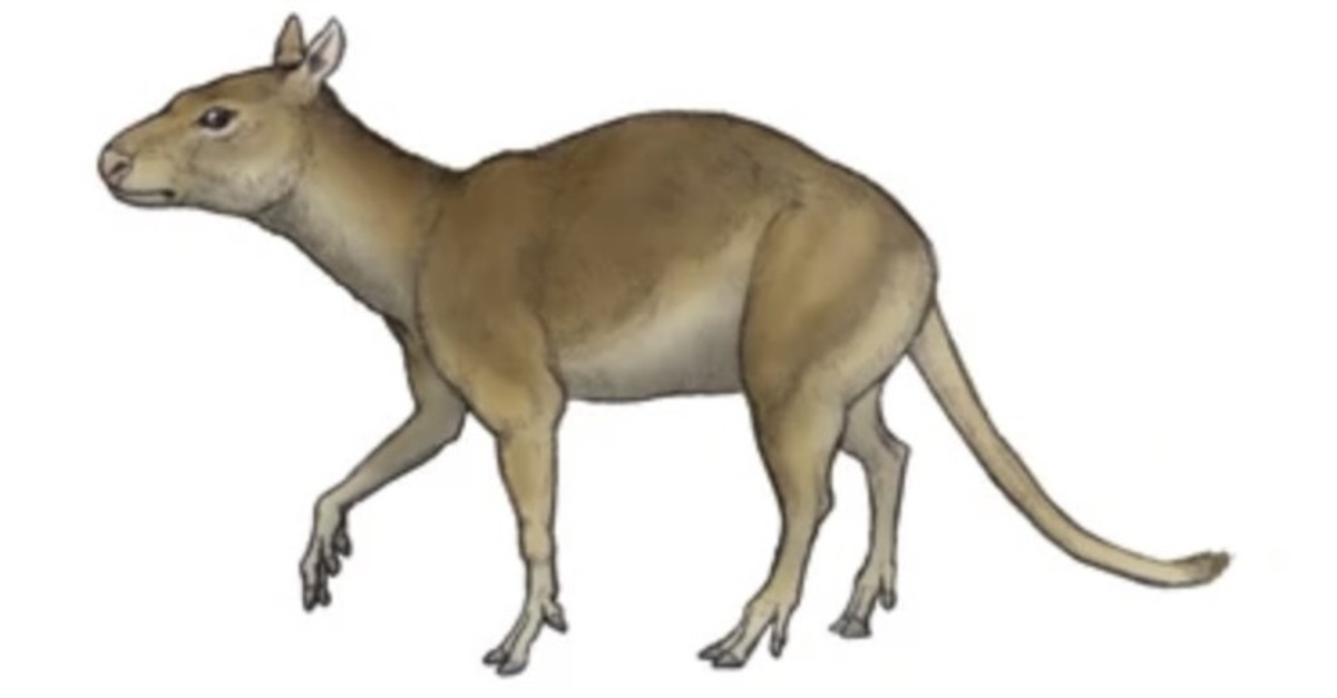 The Evolution and Behaviors of Fanged Deer - HubPages