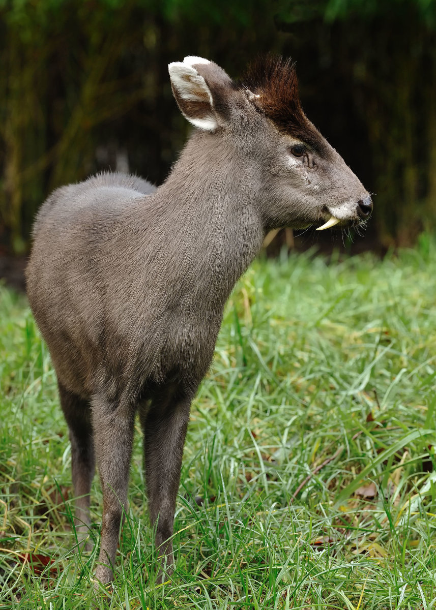 The Evolution and Behaviors of Fanged Deer - HubPages