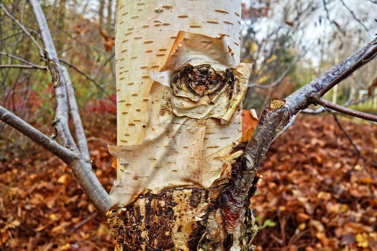 This Tree Looks Like it Swallowed a Human - HubPages