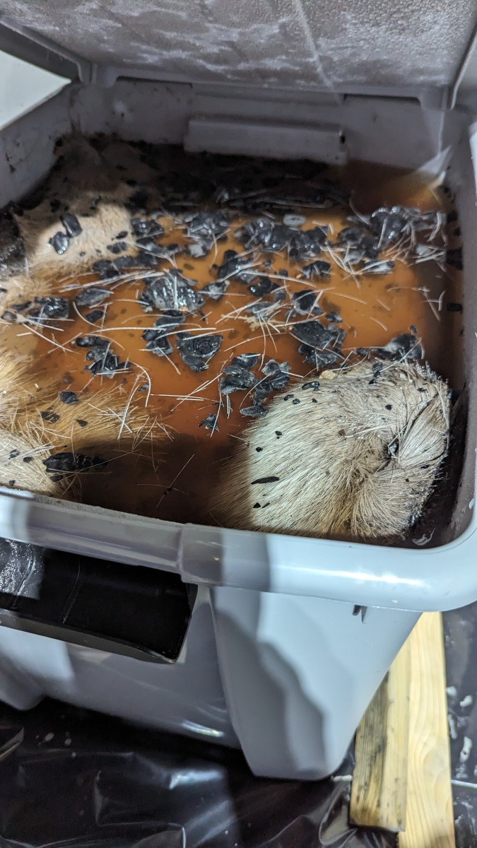 De Hair the Deer Hide with Ash Water for 5 Days - HubPages