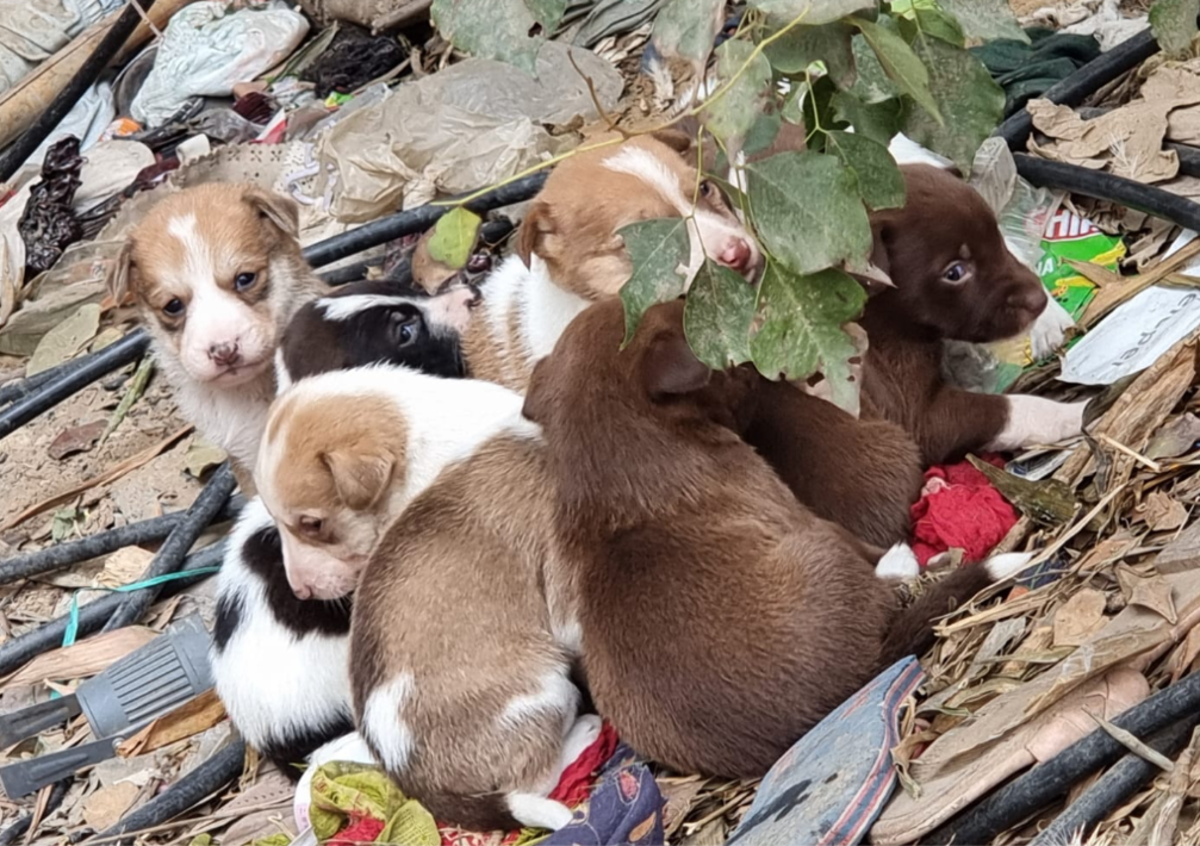 Auspicious And Inauspicious Signs Given by Dogs in Hindu Scriptures ...