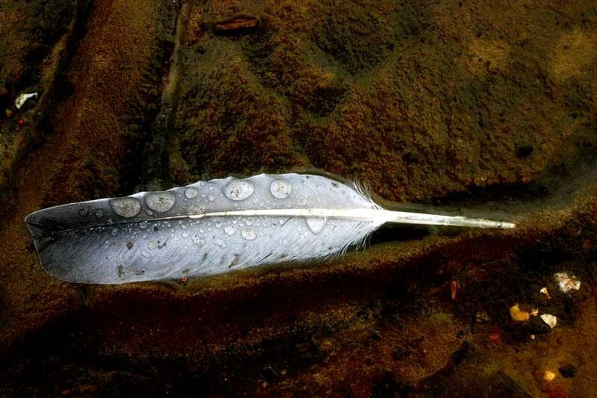 Floating Feathers - HubPages