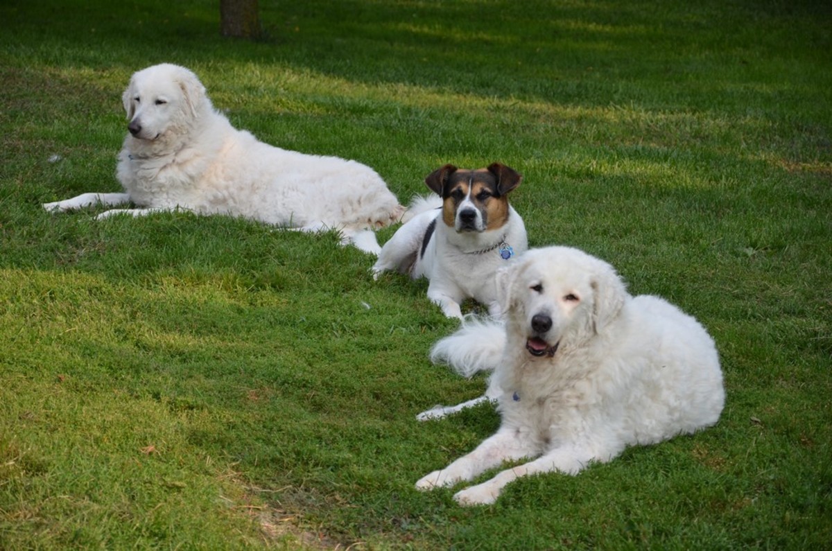 What type of dogs to have if you live in the land of big carnivores ...