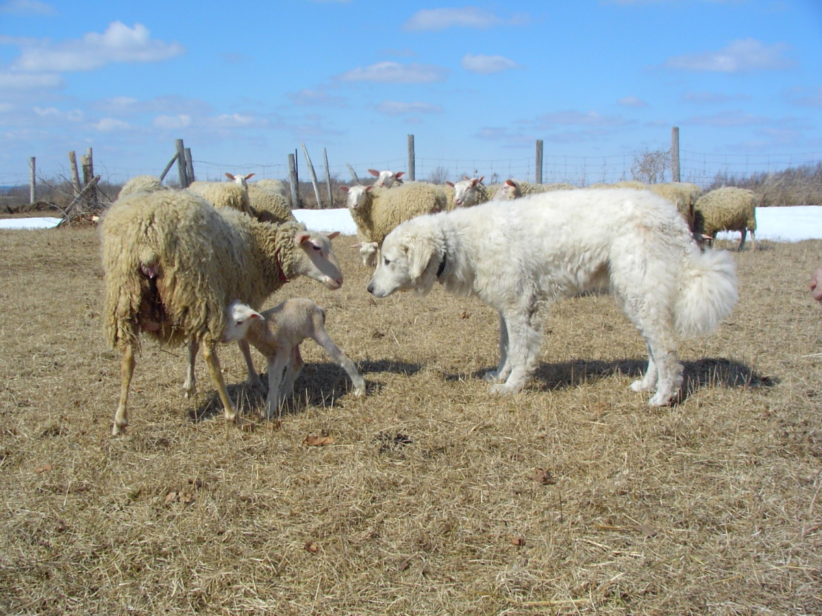 What type of dogs to have if you live in the land of big carnivores ...