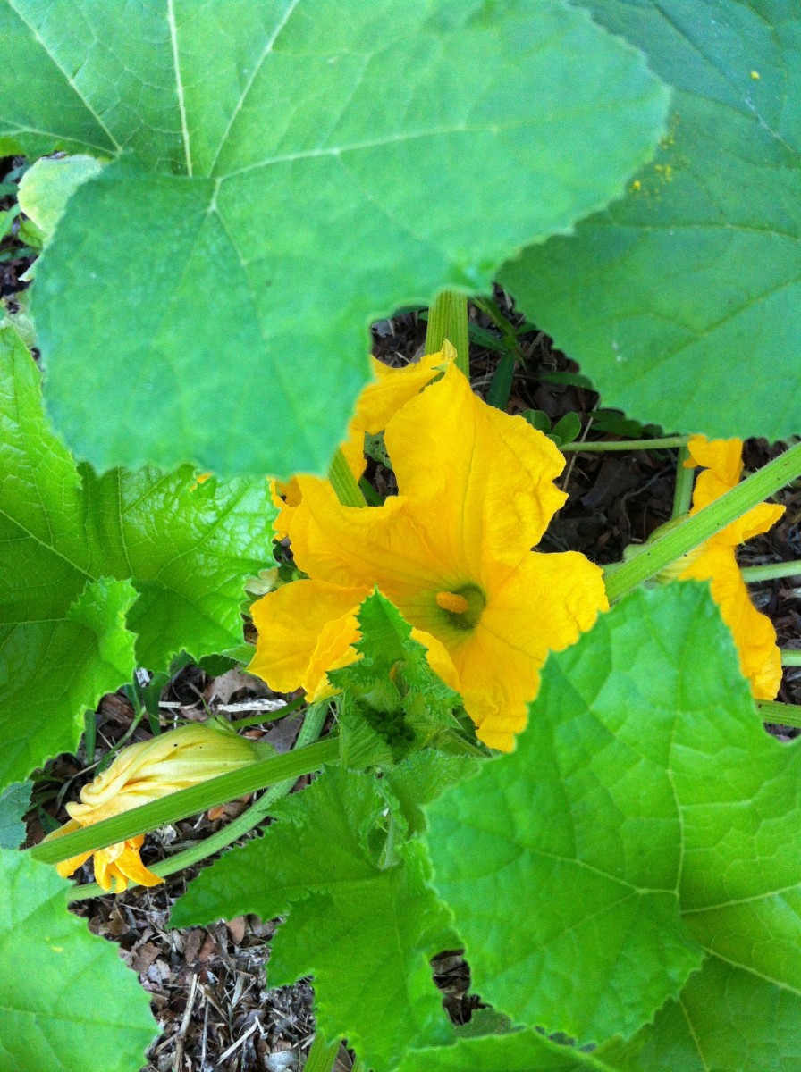 Grow Your Own Backyard Garden - HubPages