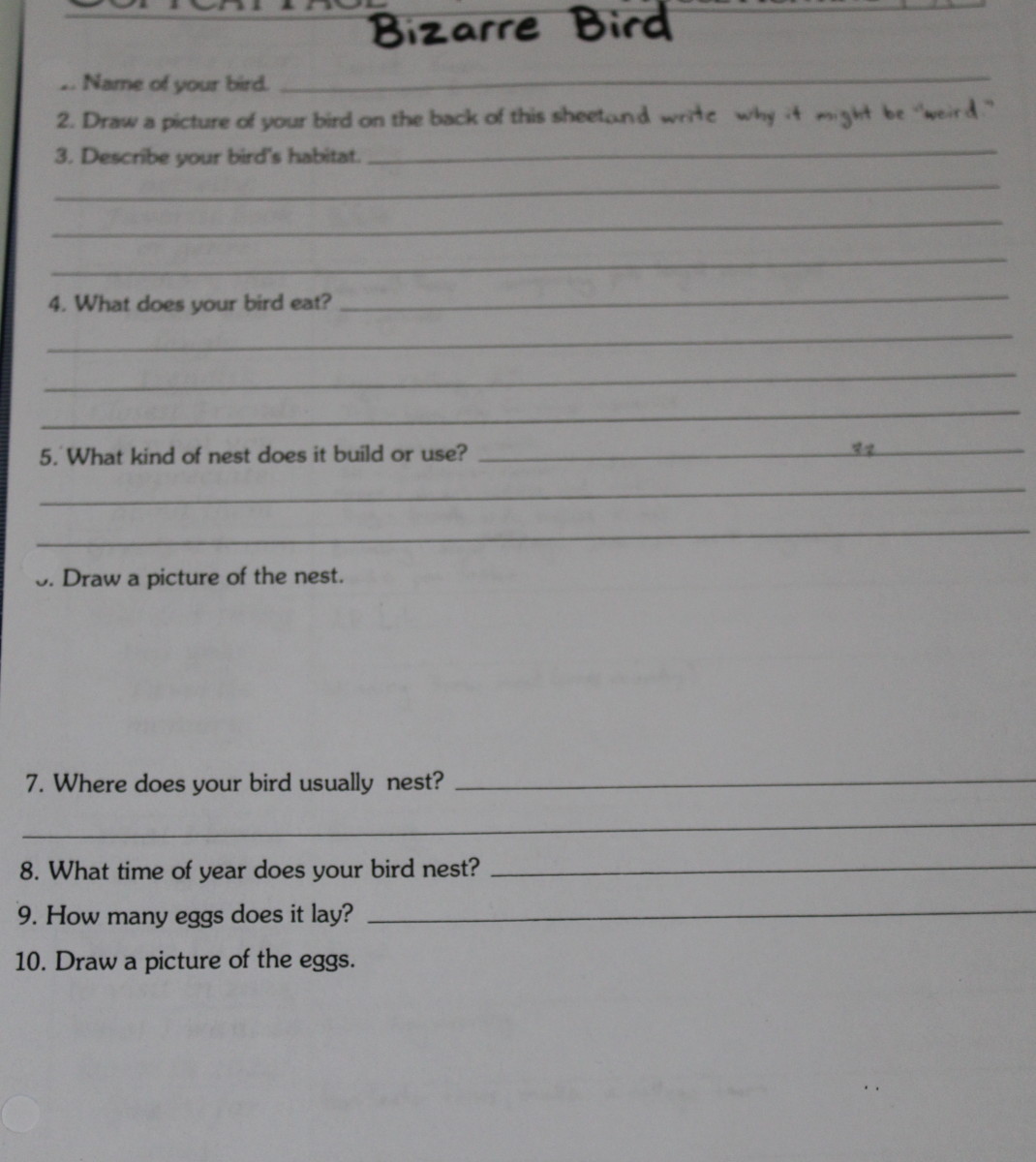 Bird Features: A Middle School Biology STEM Lesson Plan - HubPages