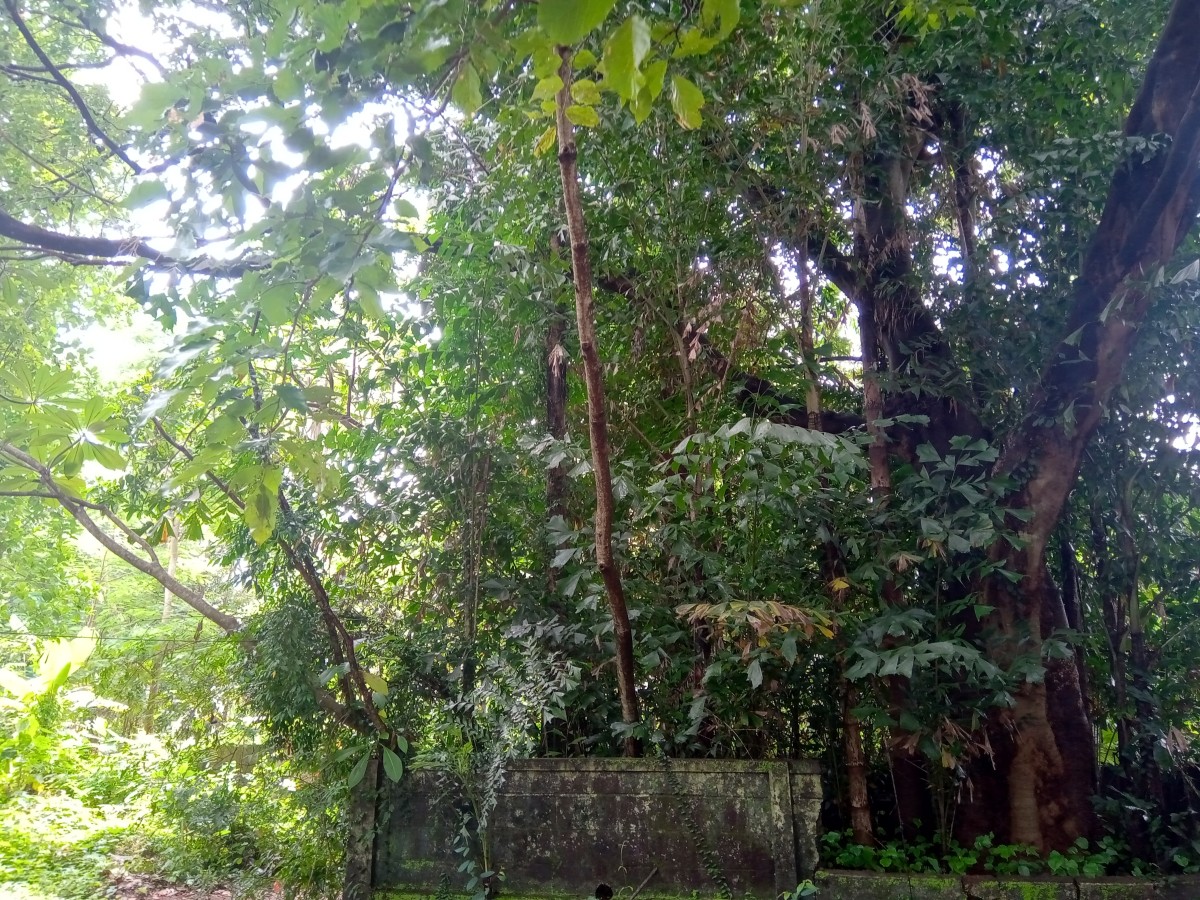 Sacred Roots: My Tharvadu and the Enigmatic Ungu Tree - HubPages