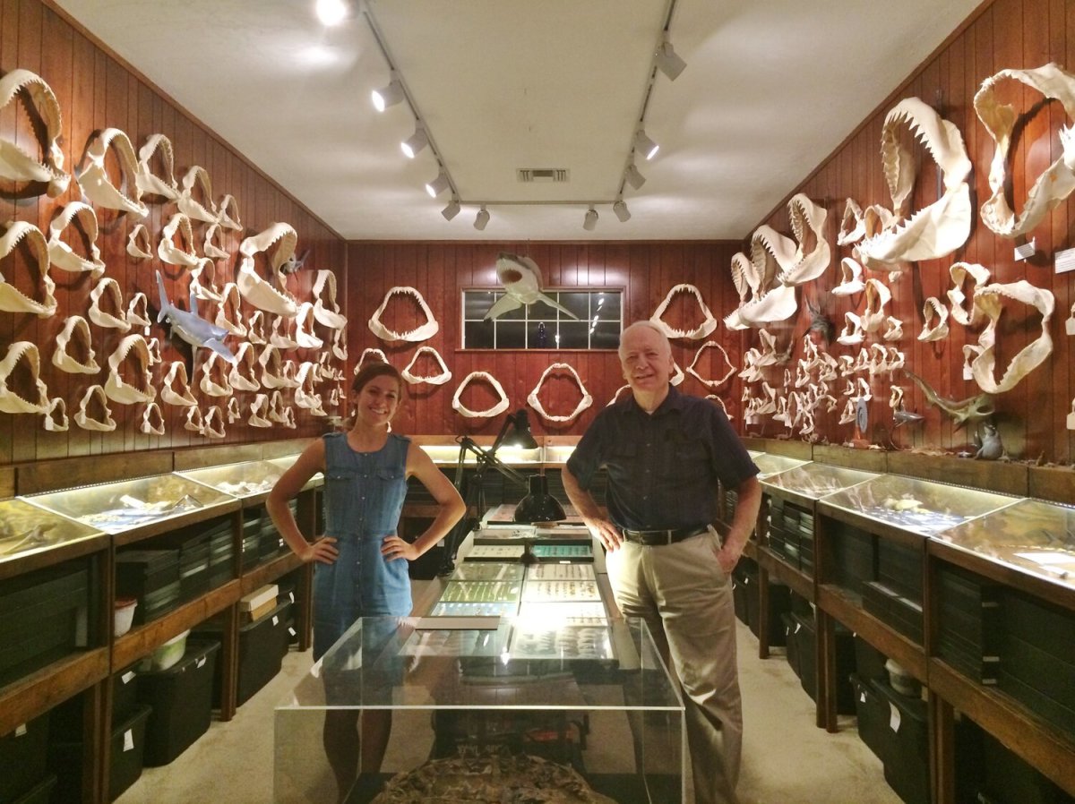 The Megalodon: King of the Ocean - HubPages