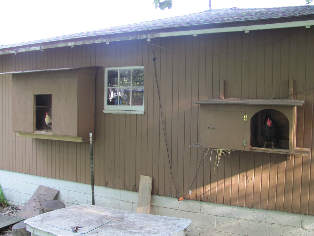 Simple and Convenient Chicken Coop Designs - HubPages