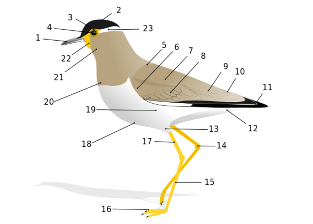 What Are Feathers? - HubPages