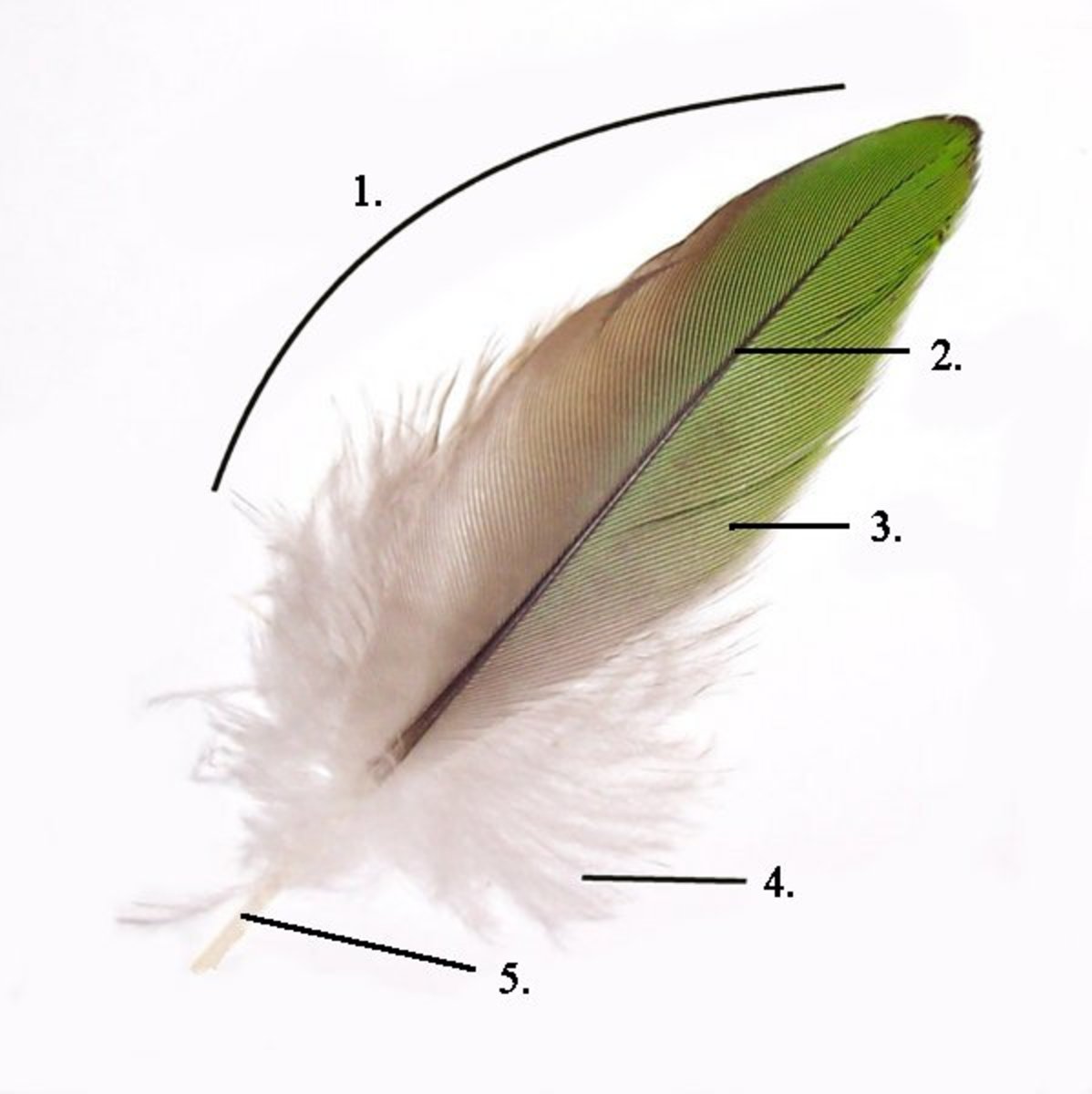 What Are Feathers? - HubPages